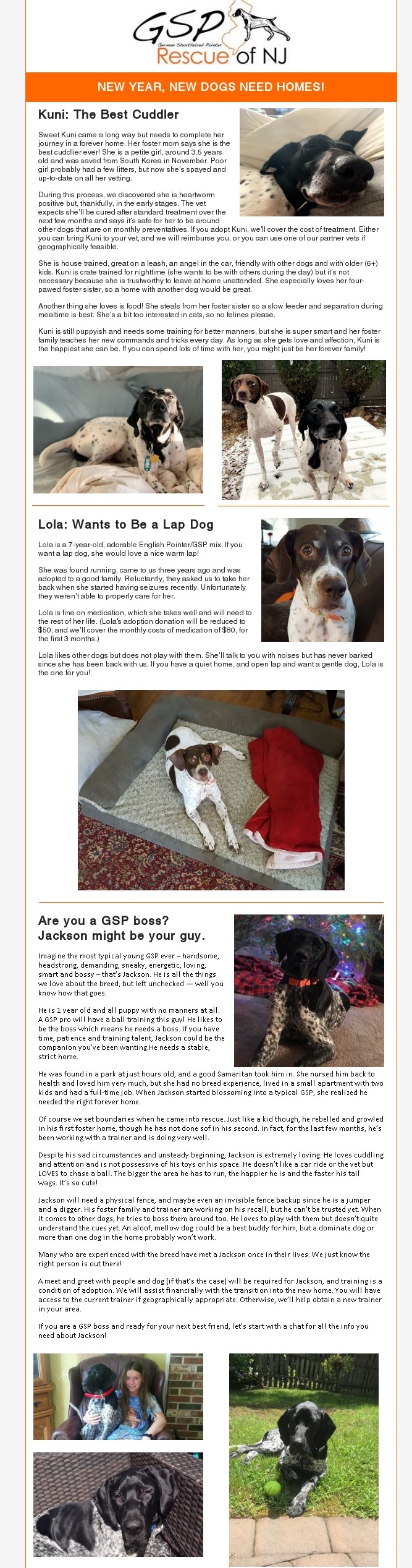 Available Dogs | GSP Rescue NJ